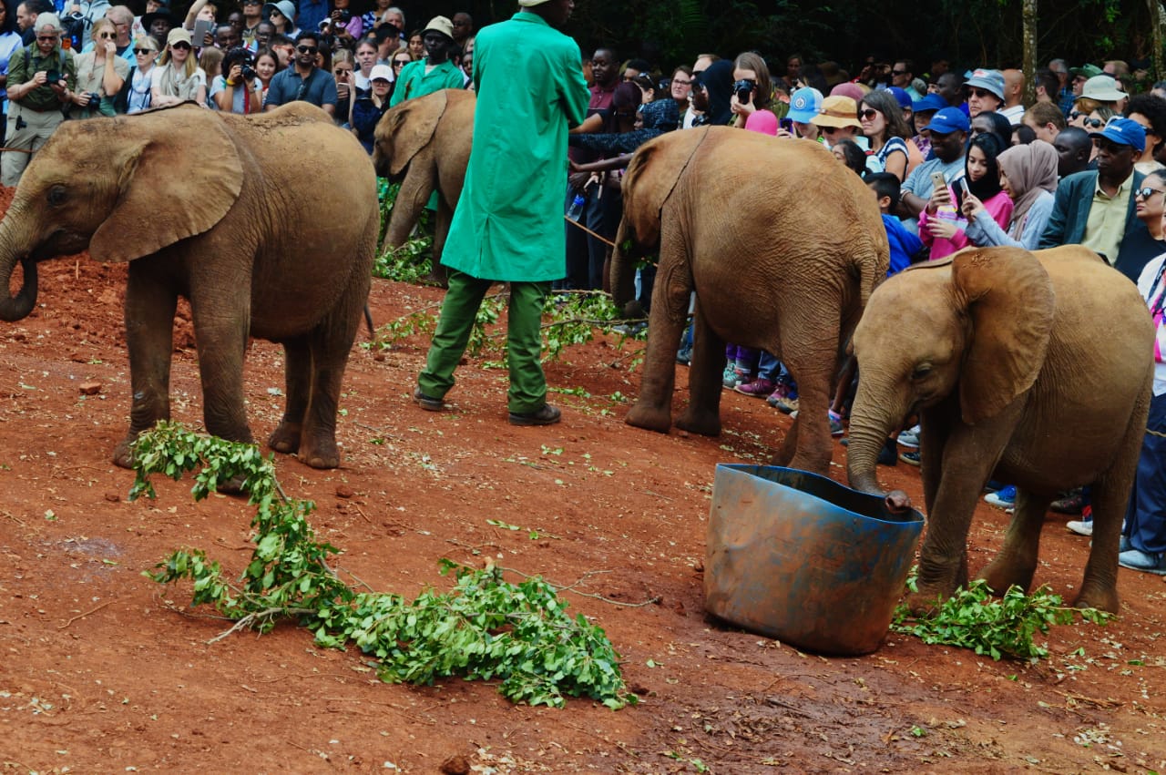 Feeding Elephants at David Sheldrick's Wildlife Trust. - kemzykemzy