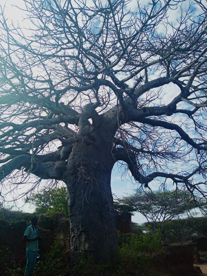 Must Do Activities On Lamu Island. - kemzykemzy